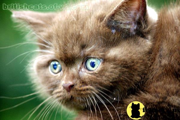 Chocolate British Shorthair kitten