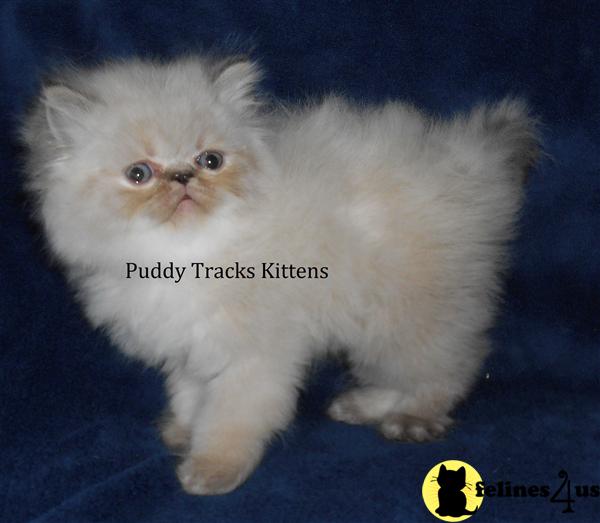 Beautiful Seal Lynx Point Himalayan Baby Girl - SOLD