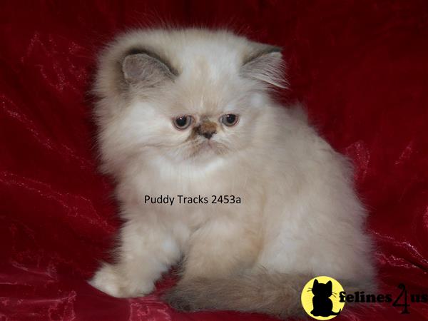 Super Delicious Tortie Point Himalayan Baby Girl - RESERVED