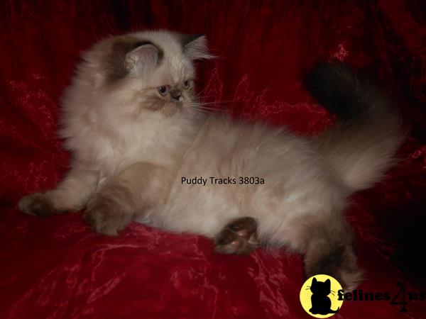Beautiful Seal Lynx Point Himalayan Baby Girl - I Fly For $199