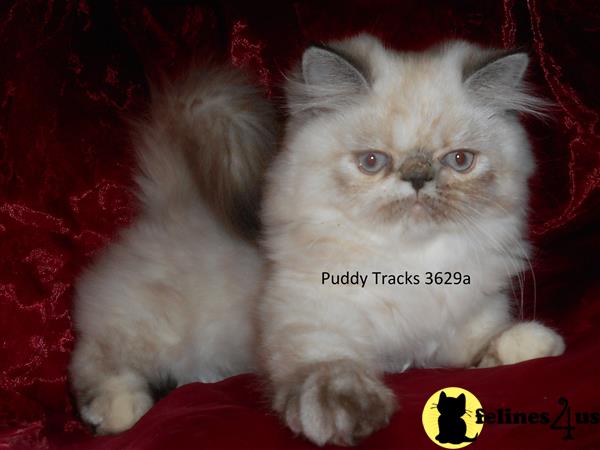 Very Pretty Tortie Point Himalayan Baby Girl - I F for sale