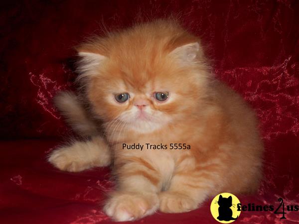 Gorgeous Red Tabby Exotic Long Hair Baby Boy