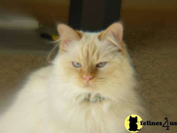 Manx Kitten for Sale: MANX CYMRIC Kittens 11 Yrs and 3 Mths old