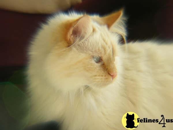 Manx Kitten for Sale: MANX CYMRIC Kittens 11 Yrs and 3 Mths old