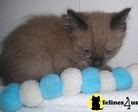 Mink Ragdoll kitten for sale in Atlanta Georgia Landmarkragdoll.com