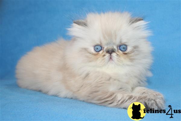 Himalayan seal lynx point baby boy CFA