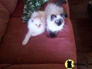 Kittens for Sale in Oklahoma