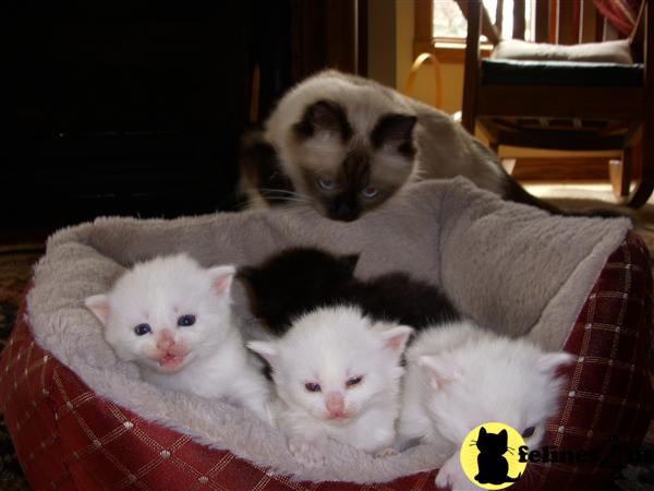 Ragdoll X Maine Coon Kittens Ragcoon