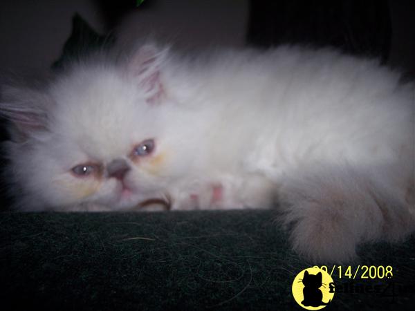 Ch. sired RARE LILAC PT. HIMALAYAN-PERSIAN GIRL kitten for sale