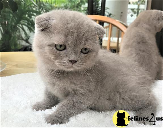 Scottish Fold Teddy Bear Lilac Boy - $1400