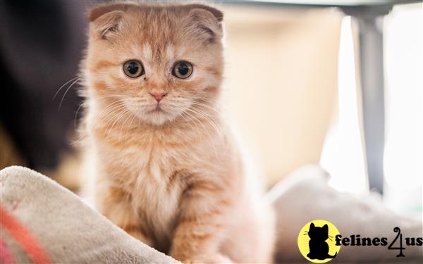 Pure Blue Scottish Fold Male