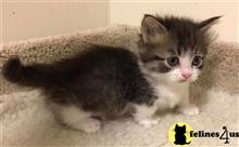 Munchkin Kittens for Sale