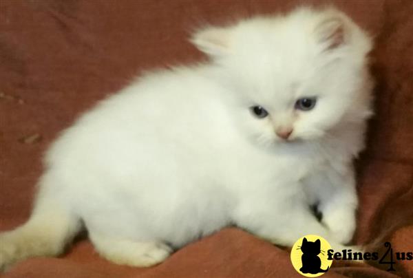 🎈 cute himalayan cfa kittens 🎈