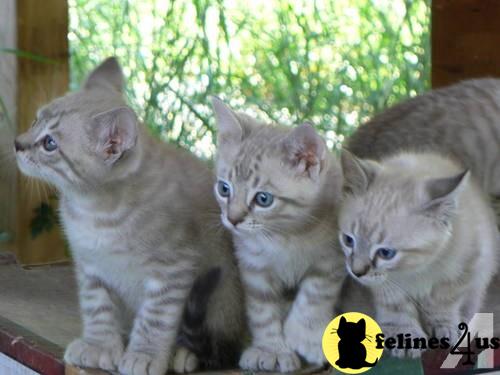 Absolutely gorgeous Highland Lynx Boy