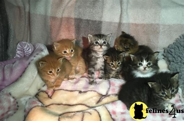 Gorgeous Pure Bred Maine Coon Kittens for sale