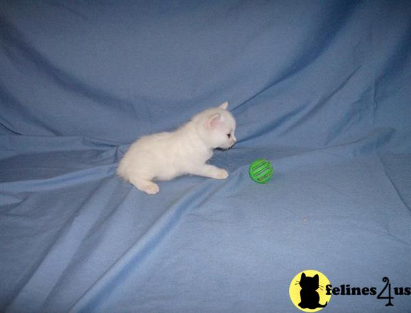 Striking White Male Manx