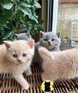 British Shorthair Kittens for Sale