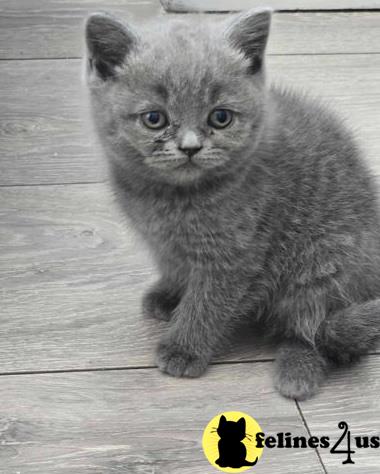Pedigree BSH Kitten Ready for New Home”