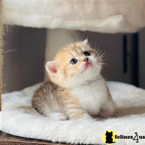 Munchkin Kittens Available Right now Munchkin Kittens Available Right now