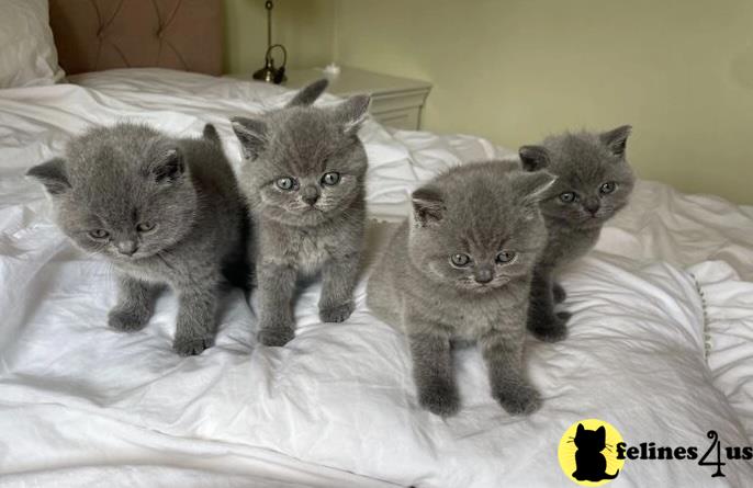 Top-quality BSH kittens