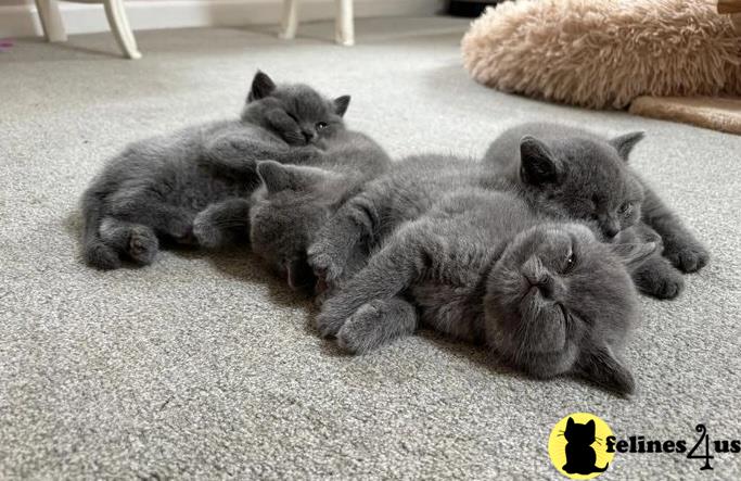 grey British Shorthair kittens