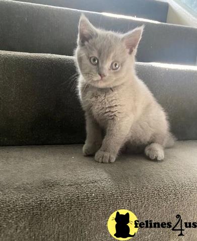 Pedigree British Shorthair Kittens