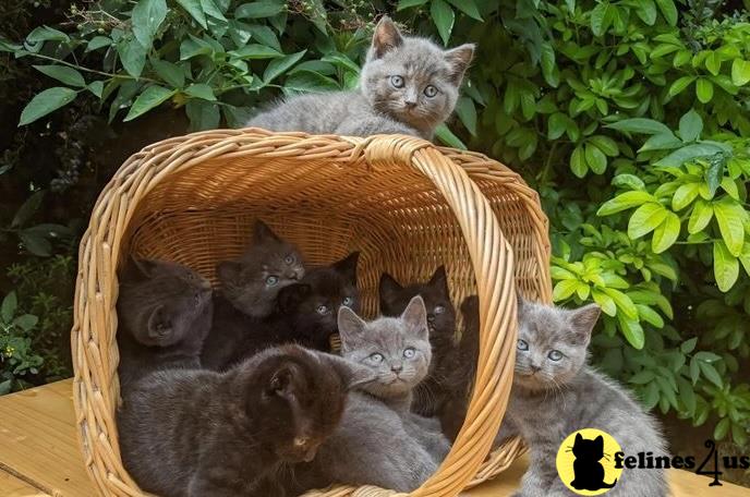 British Shorthair Kittens for Sale in Texas | Felines4Us