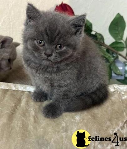 Quality Chunky British Kittens