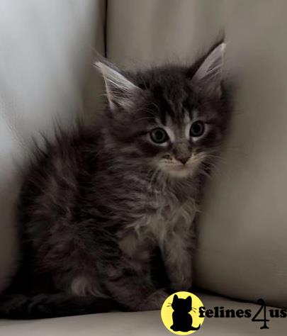 Stunning Solid Blue Maine Coon Male Kittens
