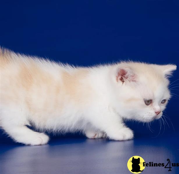 Munchkin Kittens