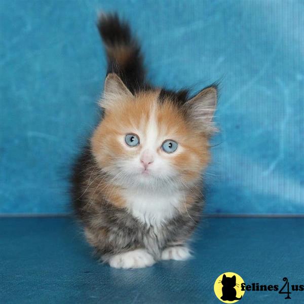 READY NOW GCCF reg Munchkin pedigree