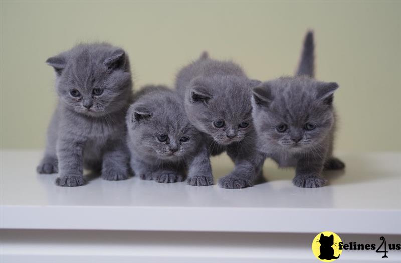 Pedigree BSH Kitten Ready for New Home”