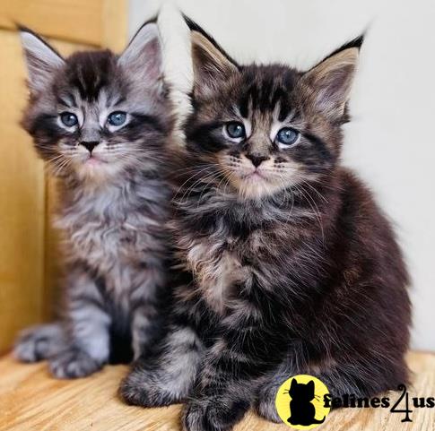 Gccf Maine coon kittens pure breed