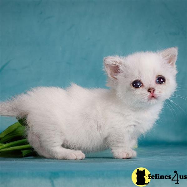 Munchkin Kittens