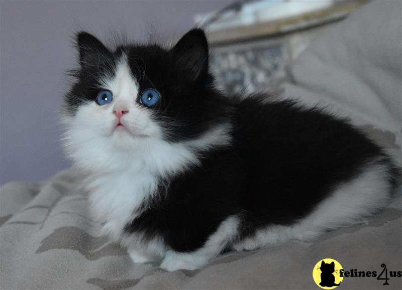Munchkin Kittens