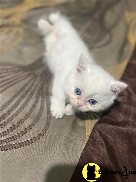 Munchkin Kittens