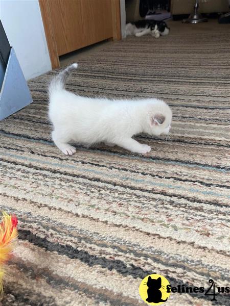 Pure Munchkin