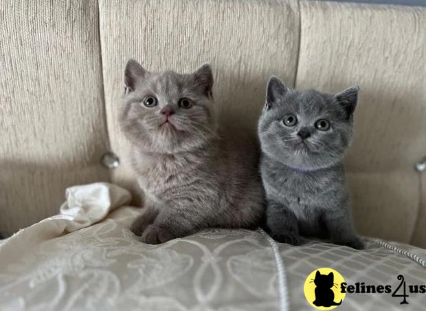 Beautiful Chunky BSH Kittens GCCF registered.