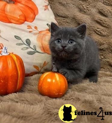 Rare-Fawn color.Champion Line-GCCF-BSH-Kitten