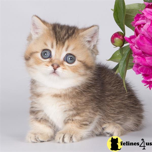 Four beautiful Munchkins kittens looking for forever homes