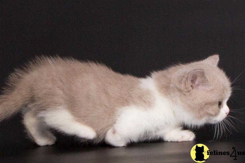 Kittens for Sale