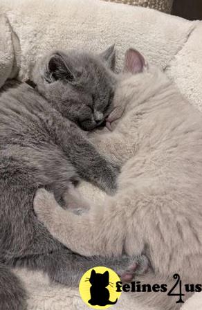 🐾 Stunning Rare Blue Golden BSH Girl GCCF Rehome