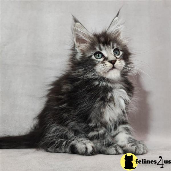 Stunning Solid Blue Maine Coon Male Kittens