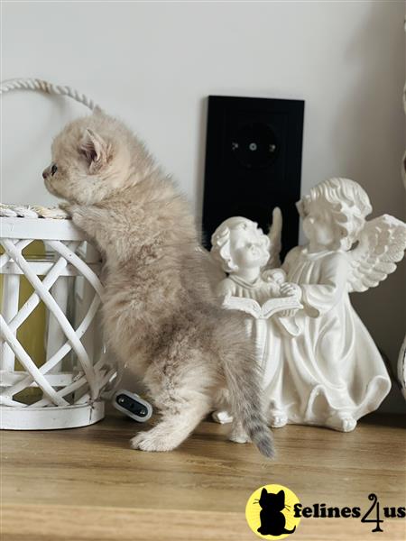 READY NOW Pure breed Munchkin Kittens