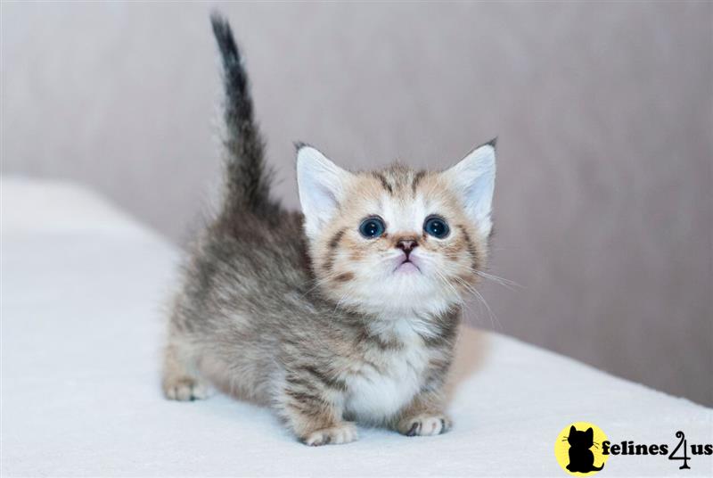 Munchkin Kittens for Sale in California | Felines4Us
