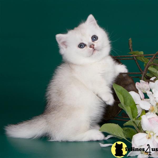 Munchkin Kittens