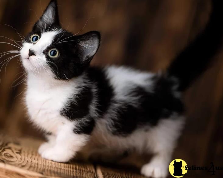 Gorgeous pure white short leg minuet male