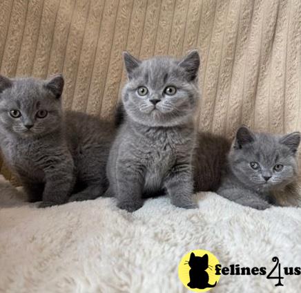 GCCF full pedigree British shorthair