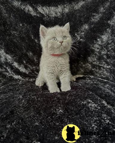 BSH kittens blue