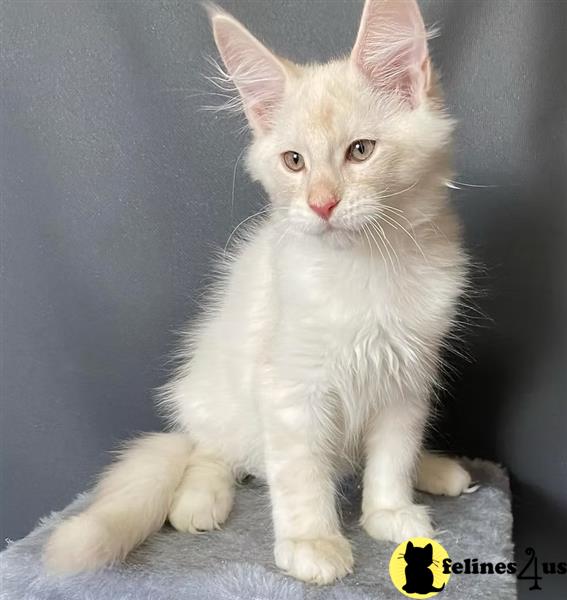 6 Pure Maine Coon Kittens for sale